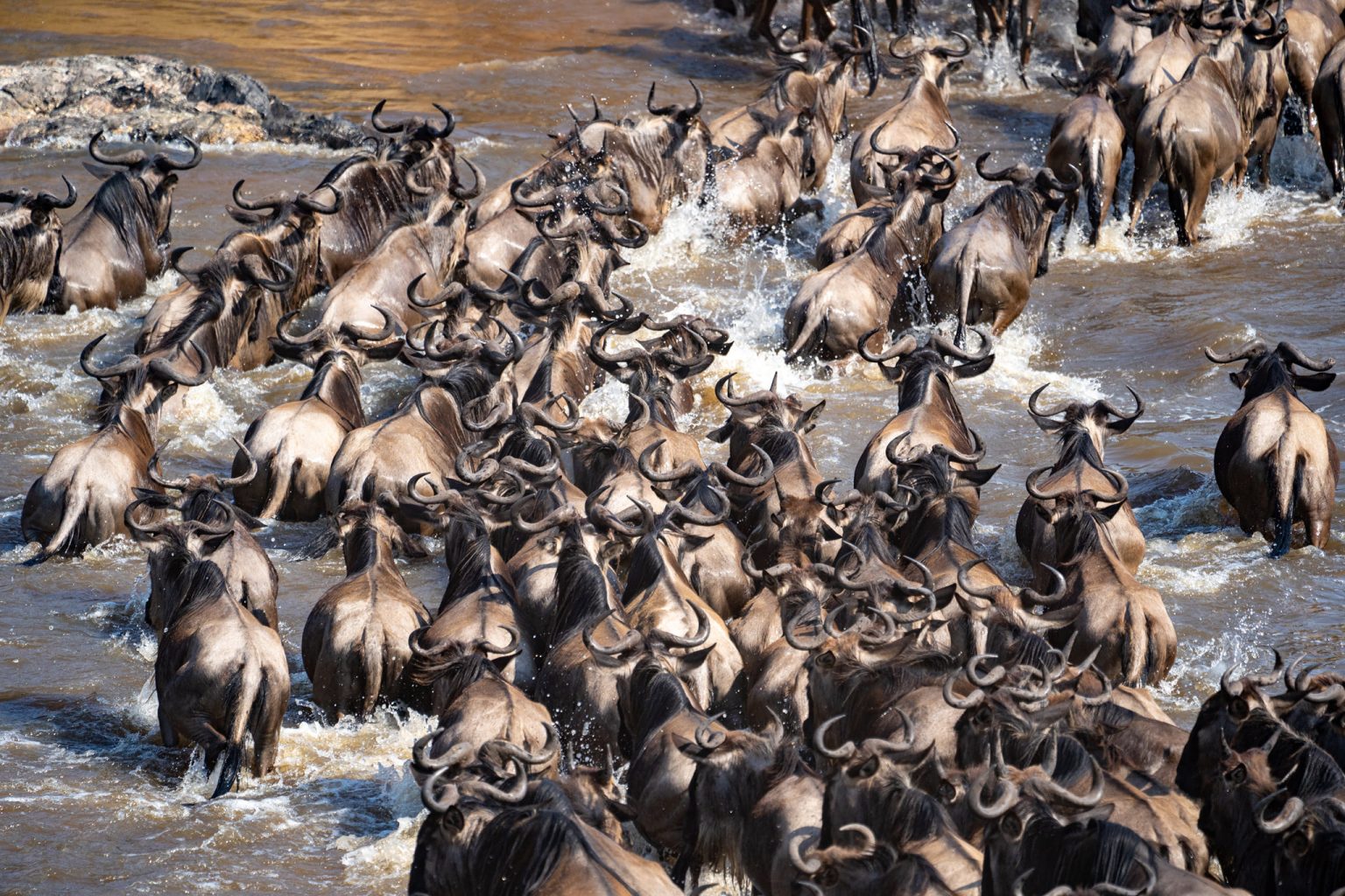Blue Wildebeest Migration in Serengeti National Park