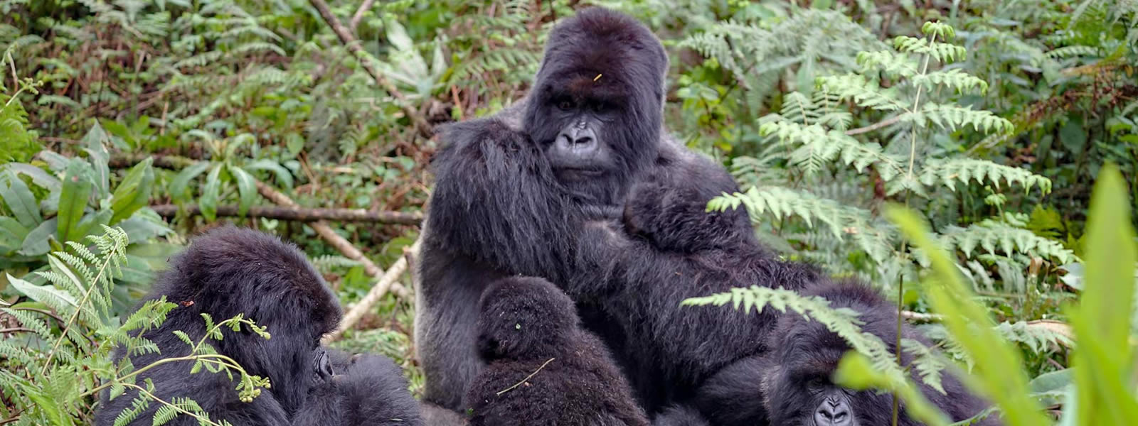 7-Days Uganda Wildlife And Primate Experience Safari