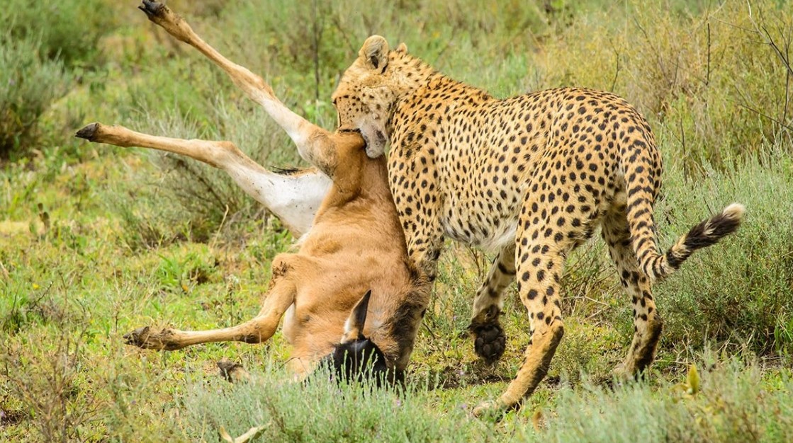 Safari animals at Serengeti National Park- Africa Adventure Vacations