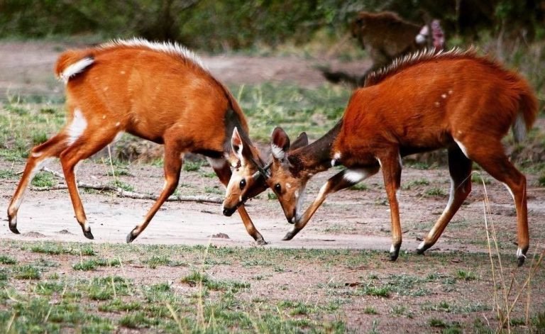 Akagera National Park- Facts about the park & Highlights, Lodges