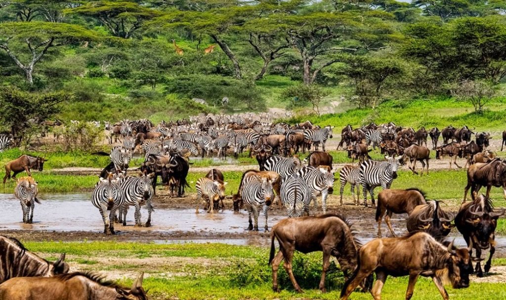 The amazing wildlife of Serengeti National Park- Africa Adventure Vacation