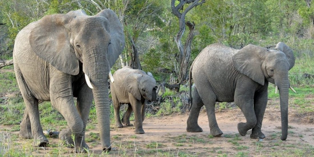 Filming elephants in Rwanda- Akagera National Park