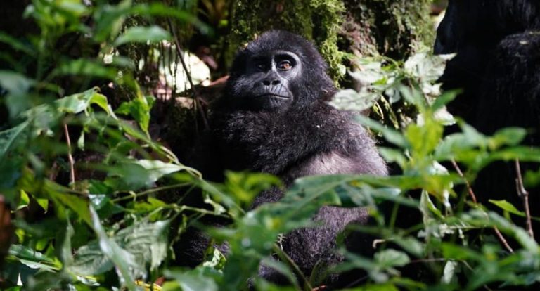 Gorilla Life Cycle - All Stages Of Growth, Bwindi, Mgahinga, Virunga Parks