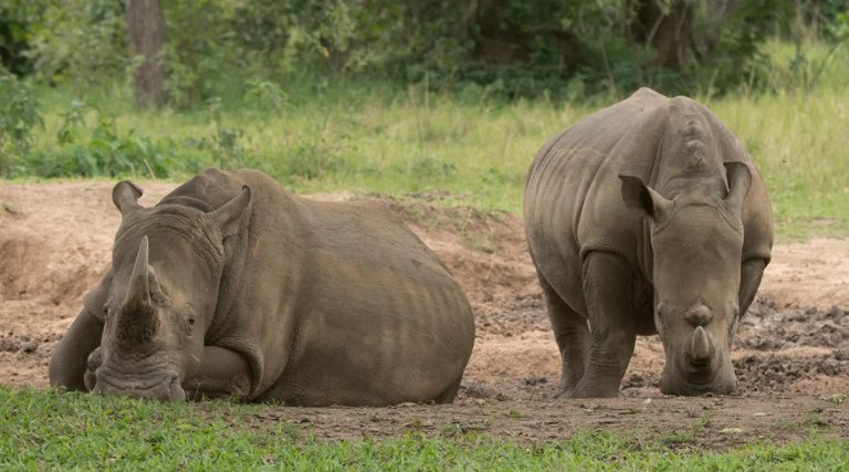 Ziwa Sanctuary Rhinos | Walking with Giants
