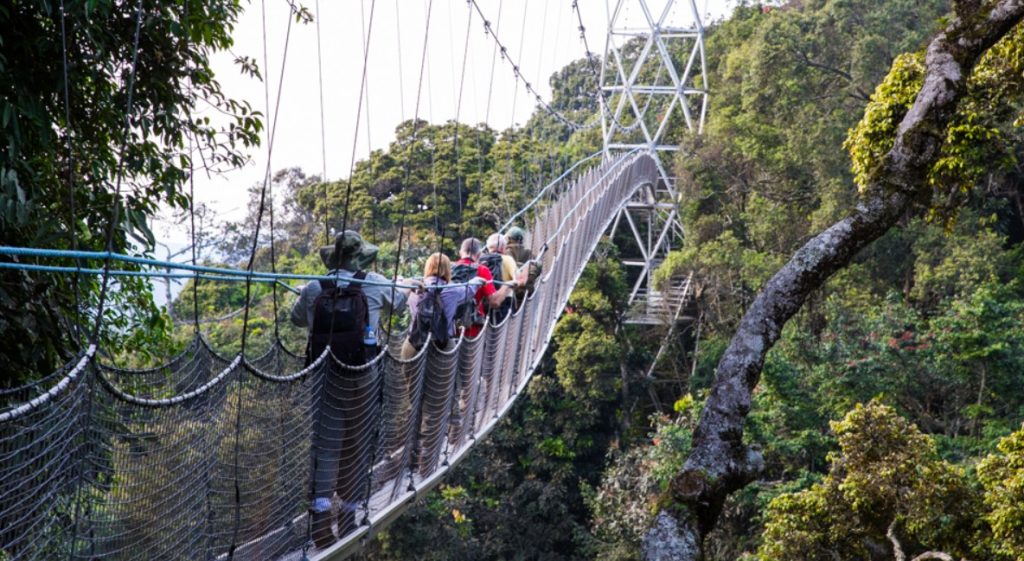 Canopy walk in Nyungwe Forest National Park—Africa Adventure